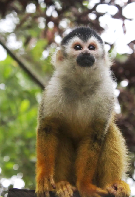 Costa Rica Essentials (Manuel Antonio)